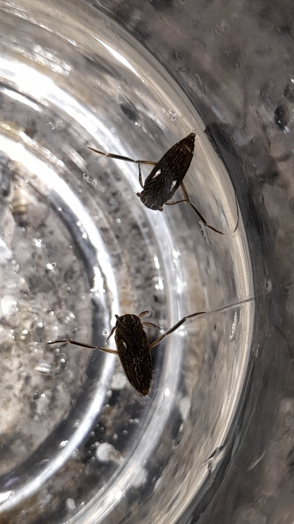 Enithares from Nagahathanna Junction, Sri Lanka on April 4, 2025 at 04: ...