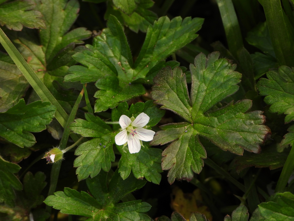 Geranium wilfordii from Xishan, Kunming, Yunnan, China on March 14 ...