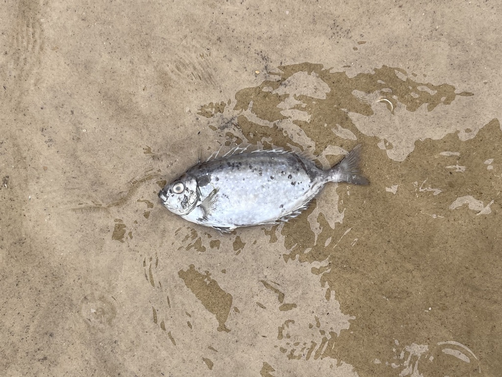 Dusky Rabbitfish from 阳西县, 阳江市, 广东省, CN on April 4, 2025 at 12:24 PM by ...