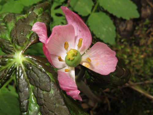 Podophyllum Hexandrum