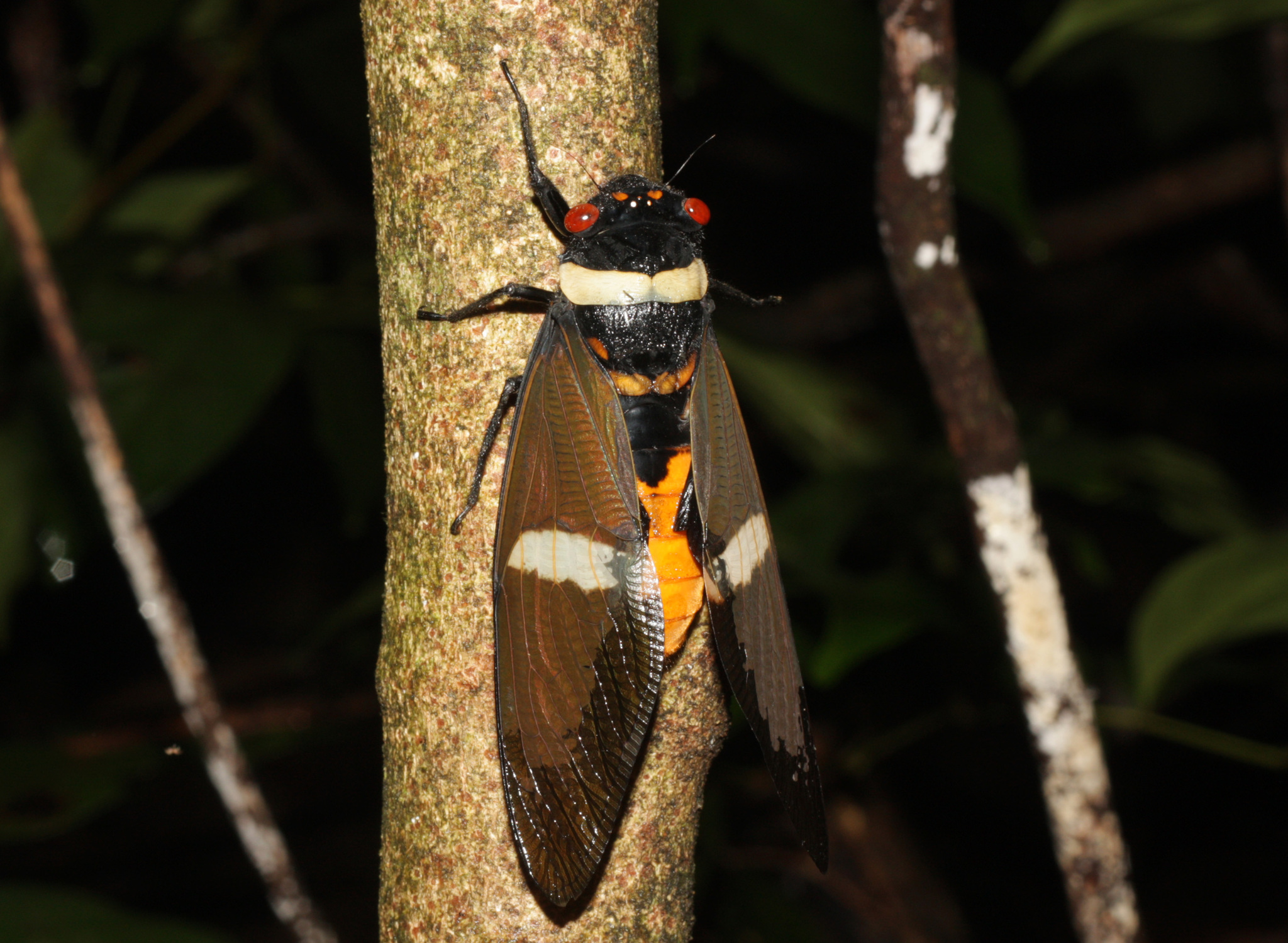 Tosena albata Distant, 1878