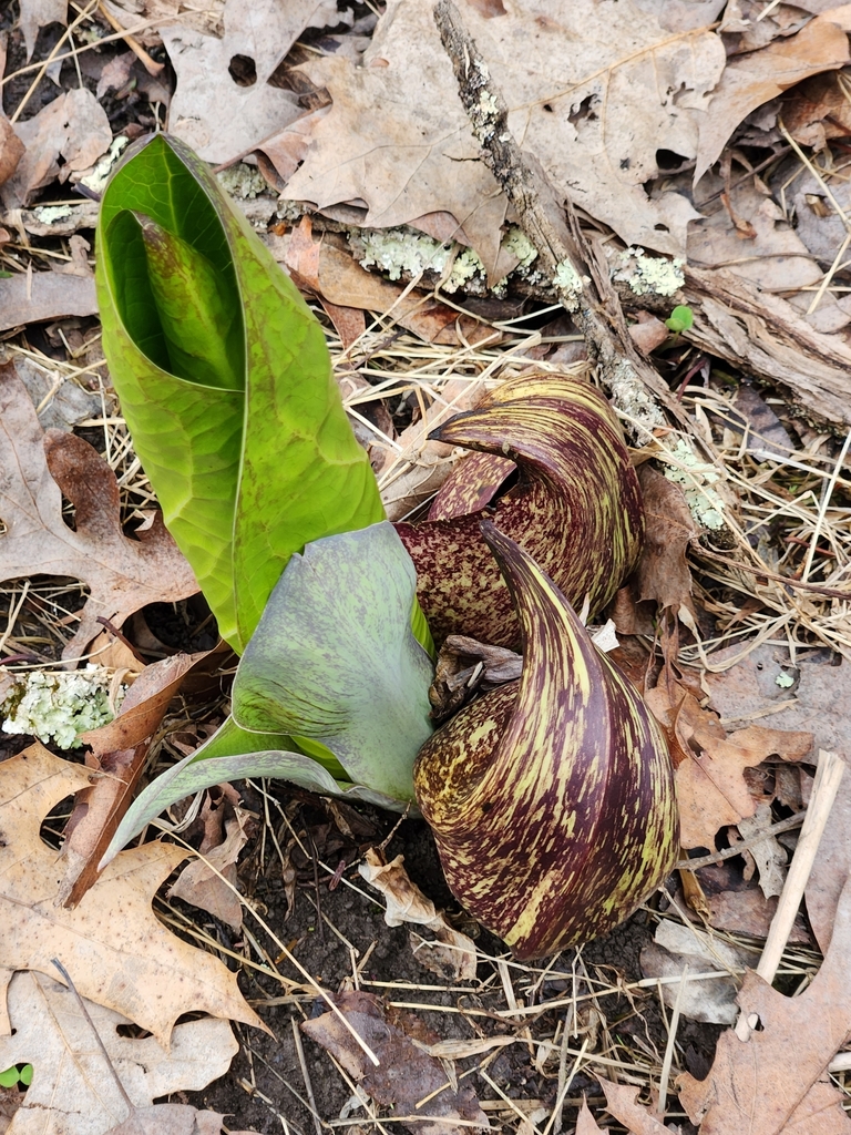 Eastern Skunk Cabbage from Arlington Heights, PA, USA on April 4, 2025 ...