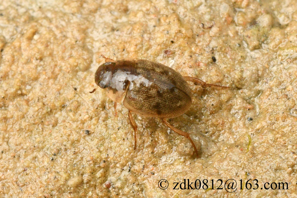 Laccobius from 中国北京市大兴区黄村老凤河附近 on April 4, 2025 at 01:11 PM by zdk0812 ...