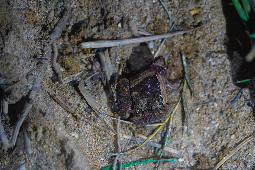 Beautiful Pygmy Frog from 塘朗山公园, 深圳市, 广东省, CN on April 4, 2025 at 08:17 ...