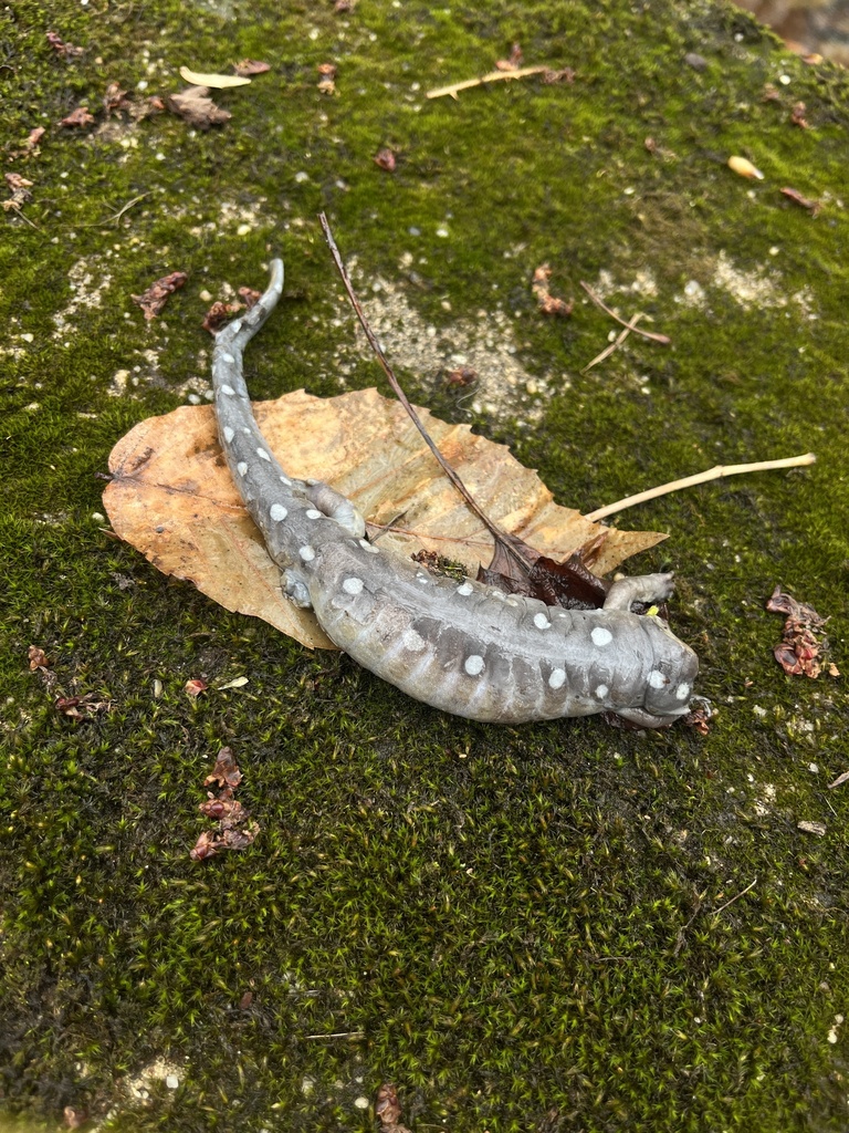 Spotted Salamander in April 2025 by Adair. RIP · iNaturalist