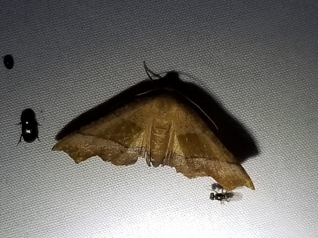Straight-lined Plagodis Moth from Cooksville, MD 21723, USA on July 27 ...
