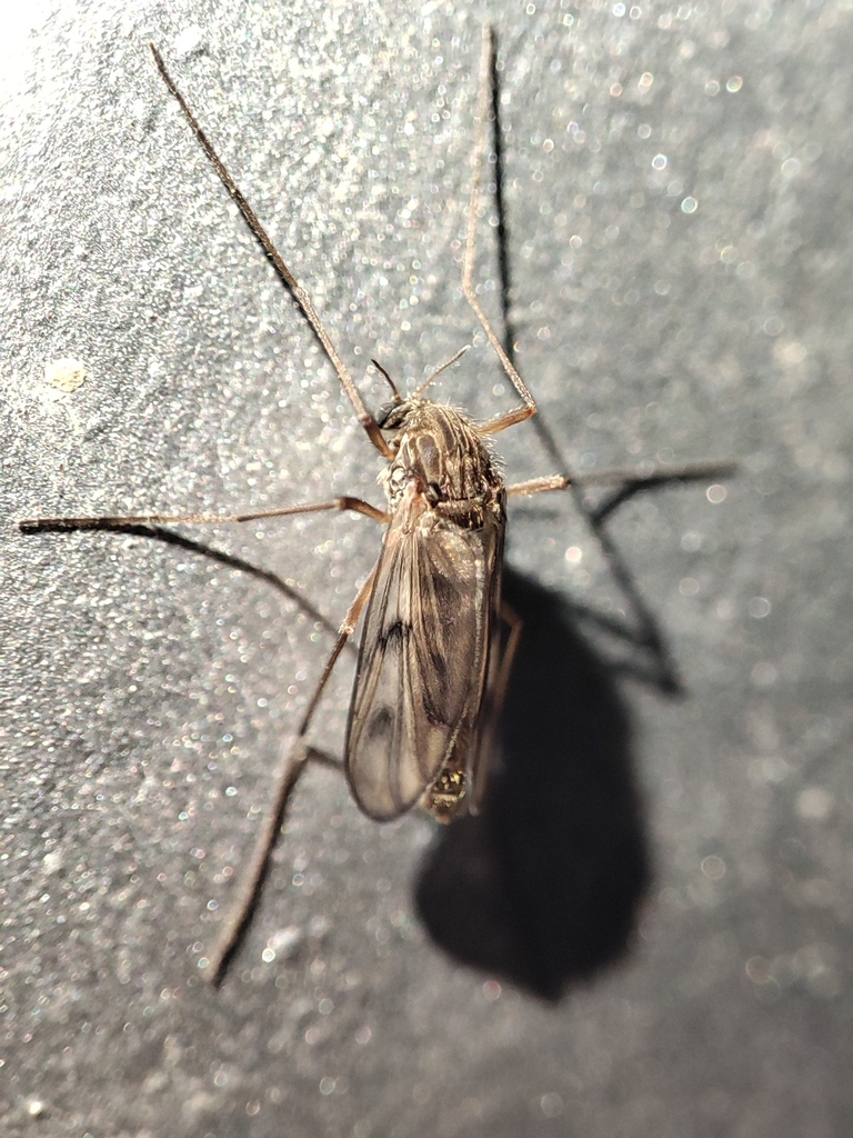 Non-biting Midges from Beijing, Beijing, CN on March 31, 2025 at 09:15 ...