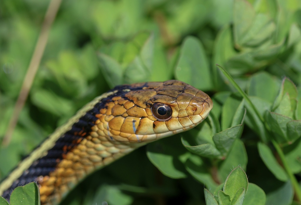 Red-spotted Garter Snake from Ankeny National Wildlife Refuge ...