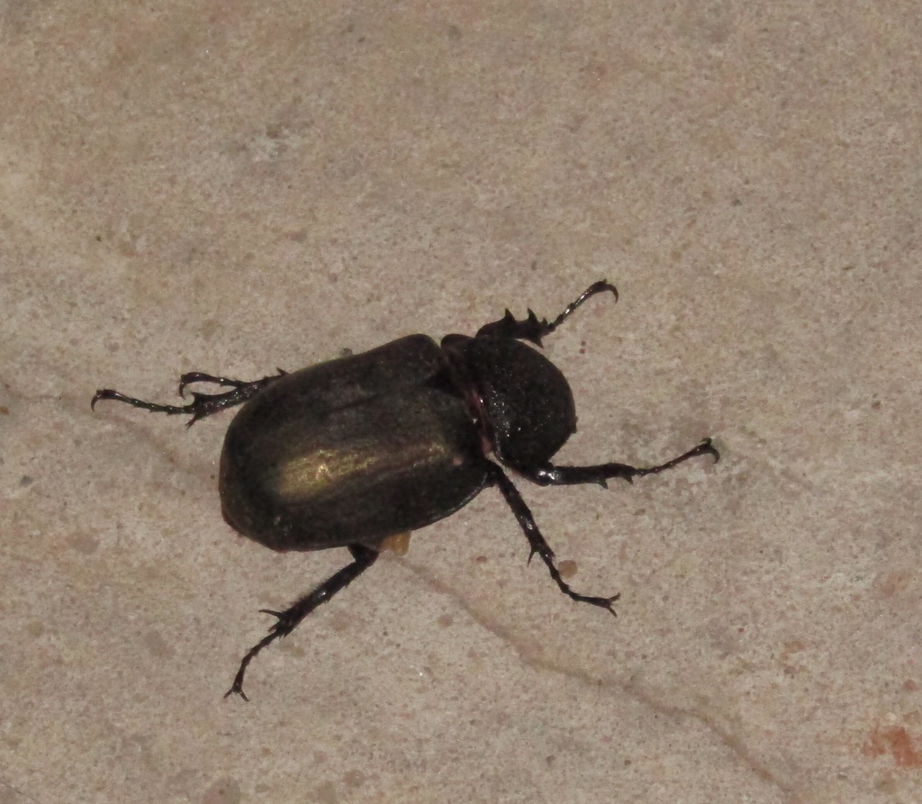 Chalcosoma atlas mantetsu from Siem Reap, KH on July 27, 2019 at 01:59 ...