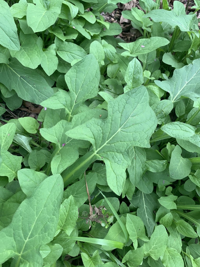 nodding rattlesnake root in April 2025 by jaymane · iNaturalist