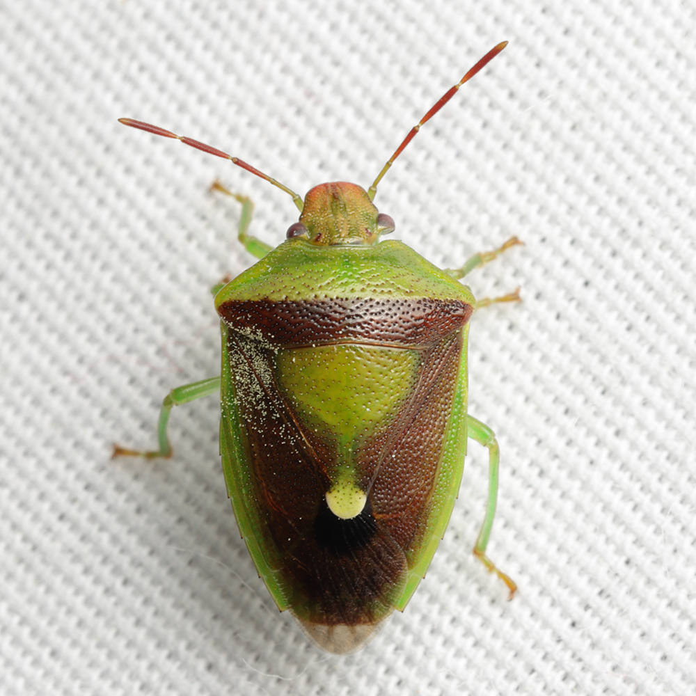 Green Burgundy Stink Bug from Shelby County, AL, USA on April 3, 2025 ...