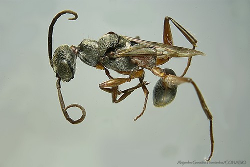 Ampulex maculicornis · iNaturalist