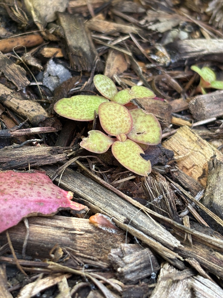 Disporocarpa from Botanical Building, San Diego, CA, US on April 4 ...