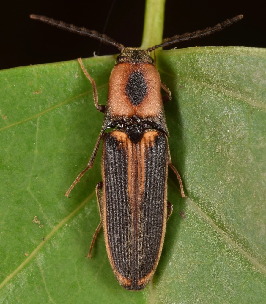 Megapenthes (Coleoptera (beetles) of the British Indian Ocean Territory ...