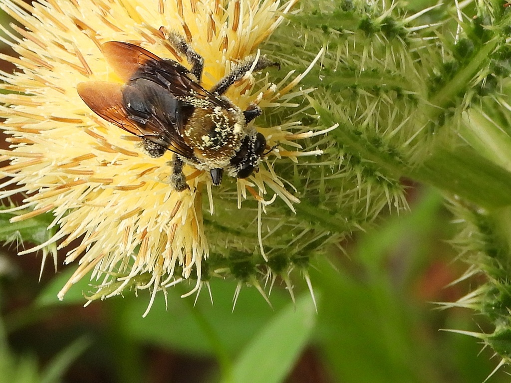 Eastern Carpenter Bee from Eldridge / West Oaks, Houston, TX, USA on ...