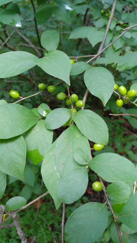 northern spicebush (Lindera benzoin) - Botanical Realm