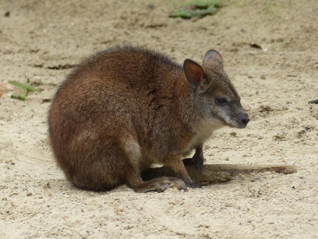 Parma Wallaby (Notamacropus parma) - Know Your Mammals
