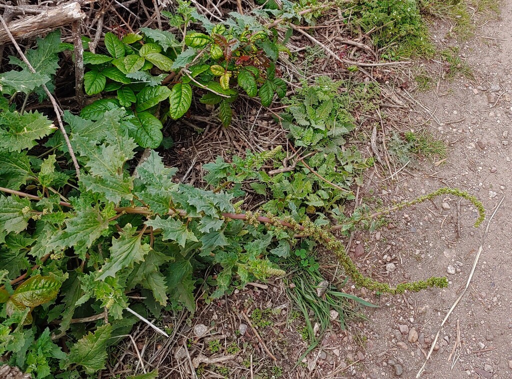 California Goosefoot from Monterey County, CA, USA on March 27, 2025 at ...