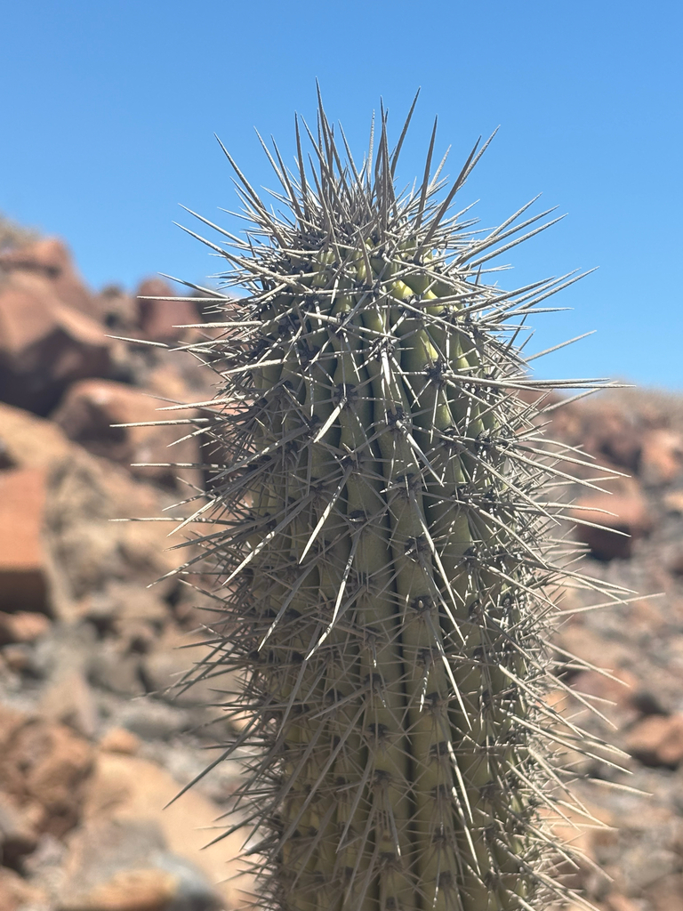 organ pipe cactus from La Paz, B.C.S., MX on April 4, 2025 at 11:50 AM ...