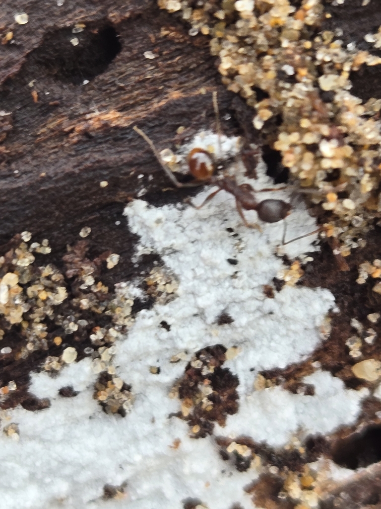 Tawny Collared Ant from Erie, PA 16507, USA on April 4, 2025 at 05:49 ...