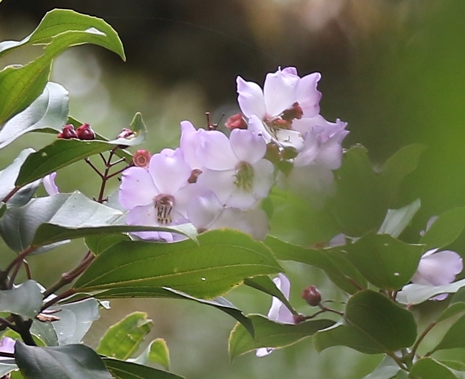 (Meriania panamensis) - Botanical Realm