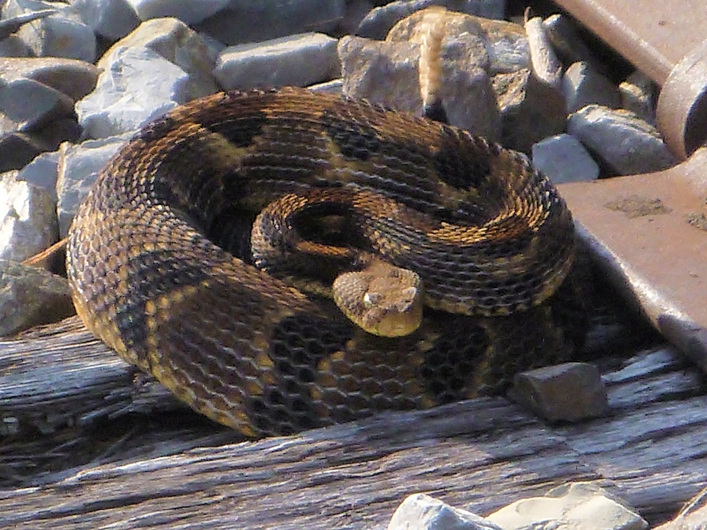 Timber Rattlesnake in August 2019 by dredbros · iNaturalist