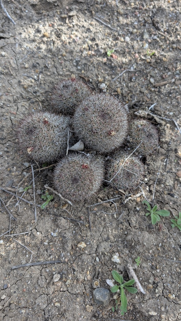 Peninsular fishhook cactus from Chula Vista, CA, USA on April 2, 2025 ...