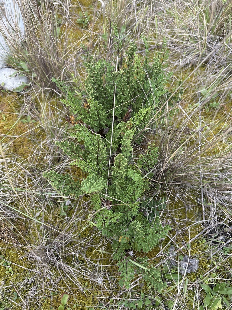 cloak fern from South Island / Te Waipounamu, Little River, Canterbury ...