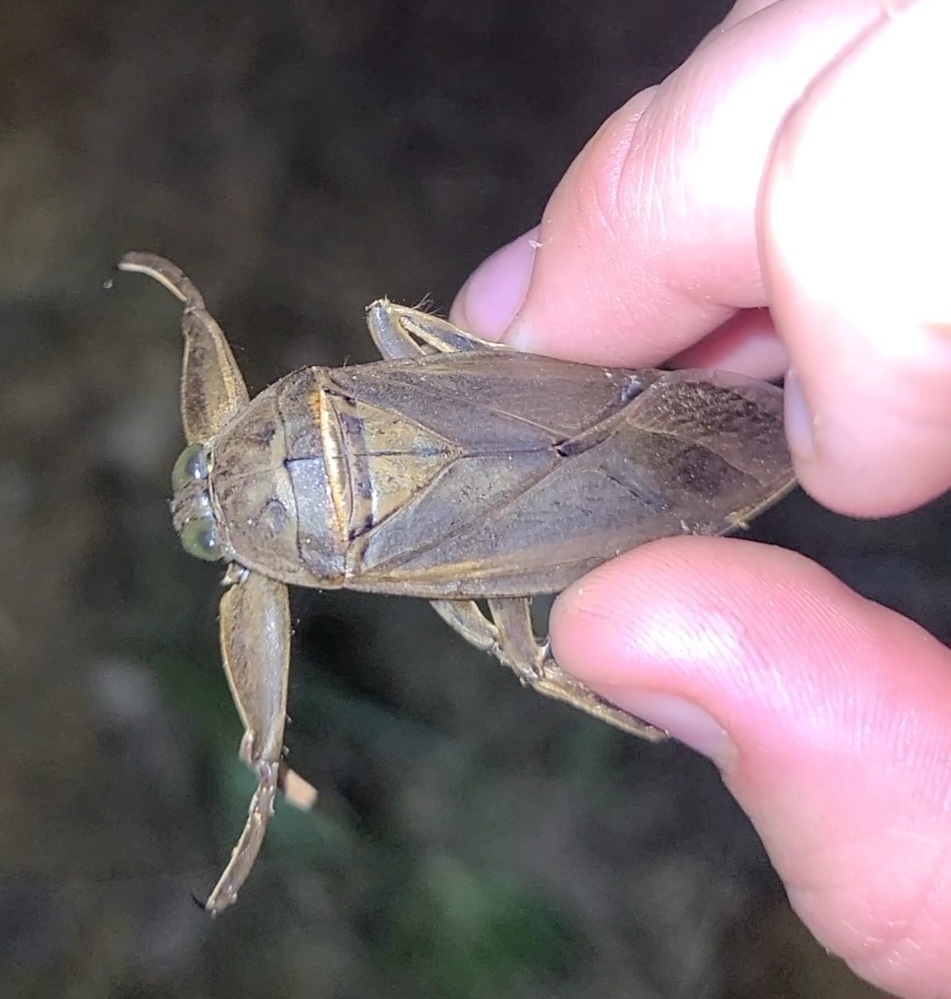 Uhler's Giant Water Bug from East Brewton, AL 36426, USA on April 2 ...