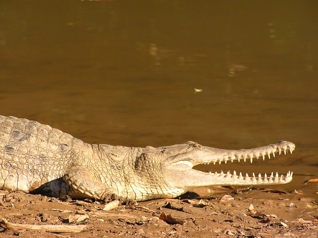 Australian Freshwater Crocodile (Reptiles of Yourka Reserve) · iNaturalist