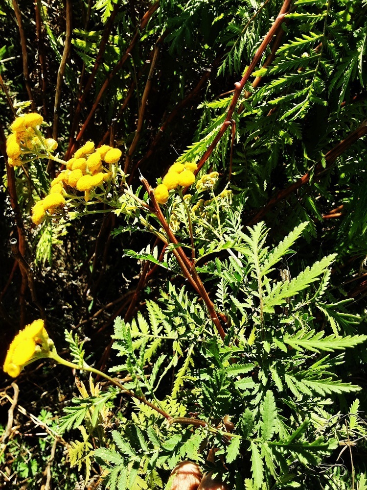 tansy from Kirkconnell NSW 2795, Australia on April 4, 2025 at 12:32 PM ...