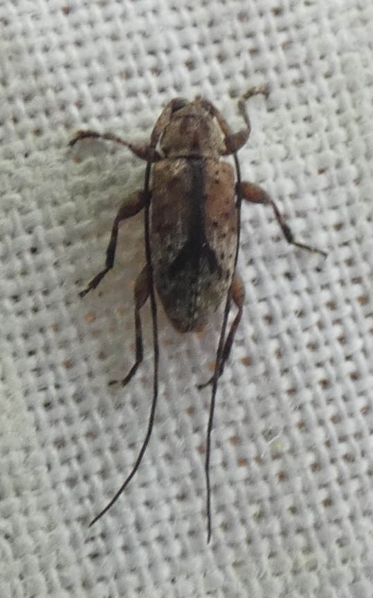 Sternidius from Waddill wildlife refuge on April 04, 2025 at 02:14 PM ...