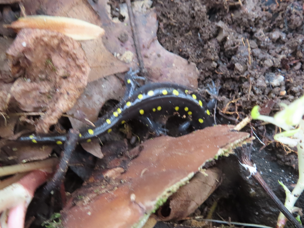 Spotted Salamander from Kings Contrivance, Columbia, MD, USA on April 4 ...