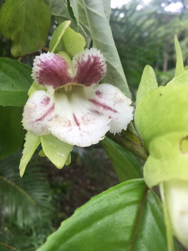 Foto 48290912, (c) Riley Fortier, algunos derechos reservados (CC BY-NC ...