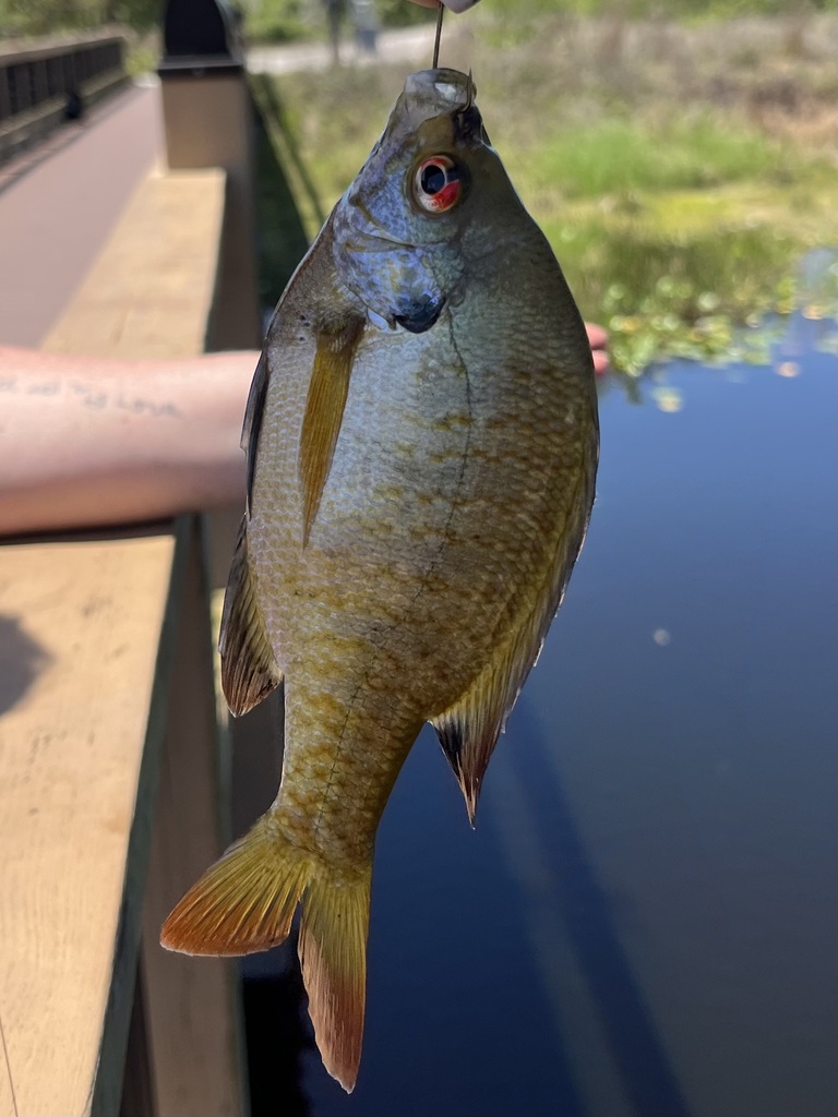 Bluegill from Corkscrew, FL, USA on April 01, 2025 at 01:44 PM by ...