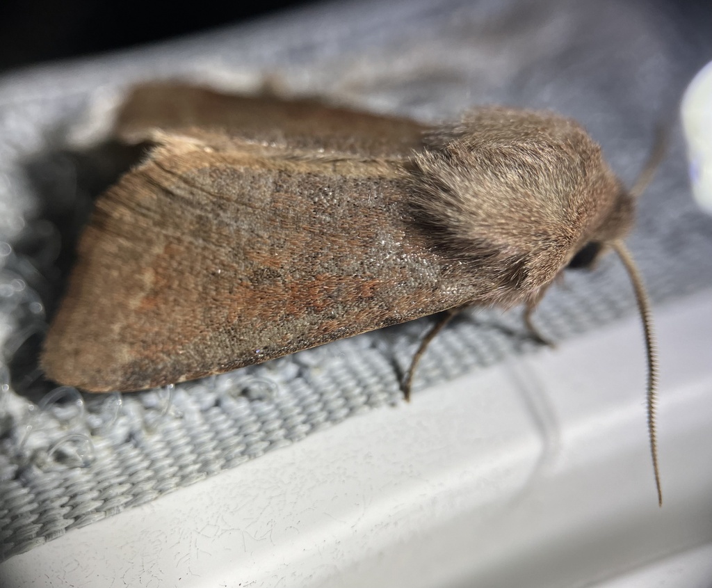 Gray Quaker from Stone Rd, Wendell, MA, US on April 04, 2025 at 09:04 ...