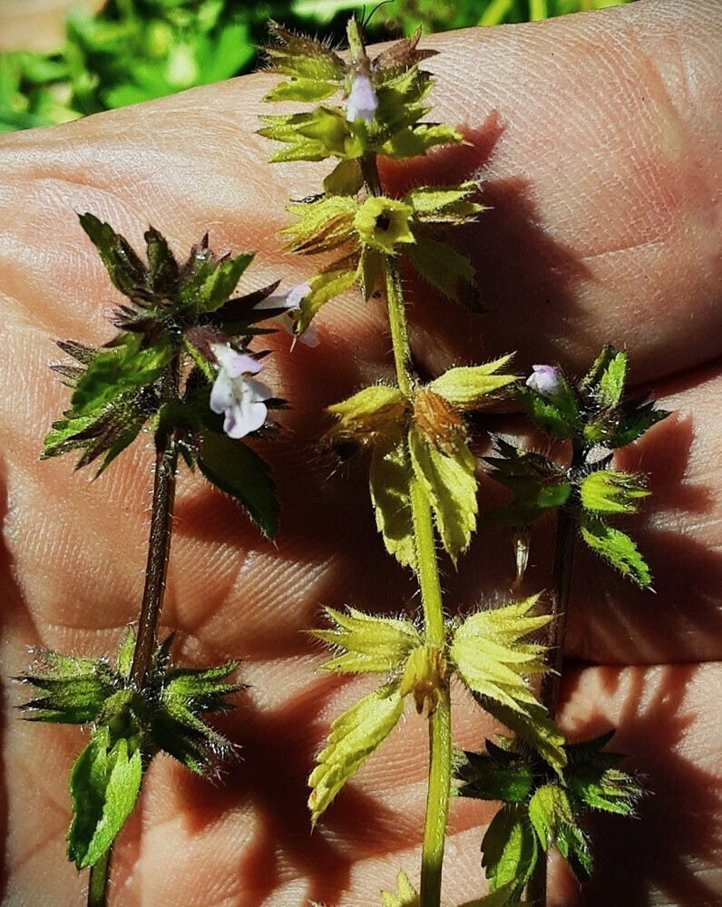 Field woundwort from Sunny Corner State Forest, Yetholme NSW 2795 ...