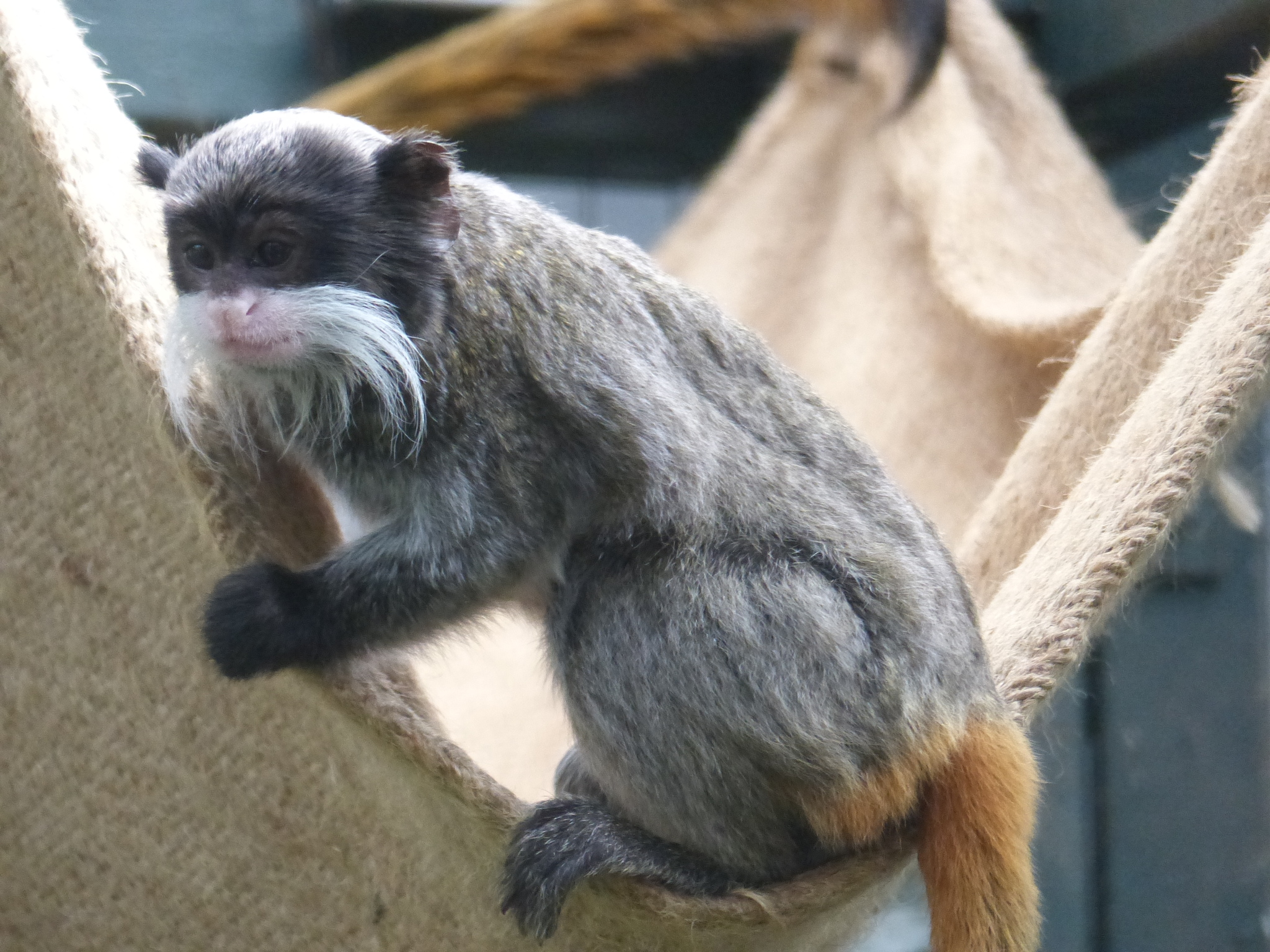Bearded Tamarin Emperor Tamarin (Saguinus Imperator Imperator) Joel
