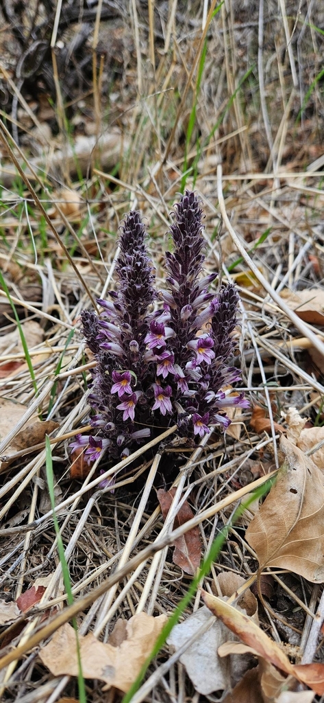desert broomrape from Cave Creek, AZ, USA on April 4, 2025 by Lupine ...