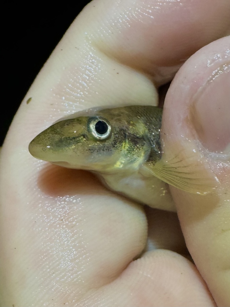 Longnose Dace (Rhinichthys cataractae) - Marine Life Identification