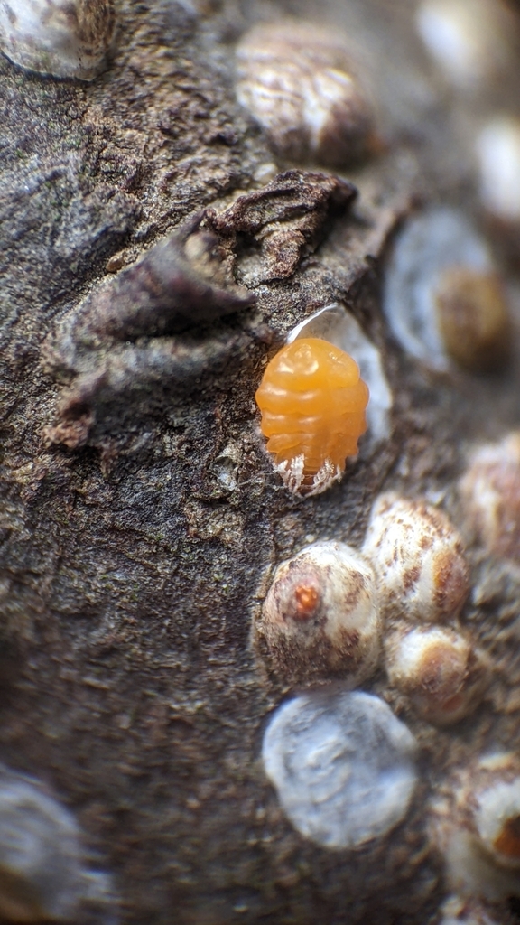 White Peach Scale in April 2025 by Claire Ciafré. On cultivated ...