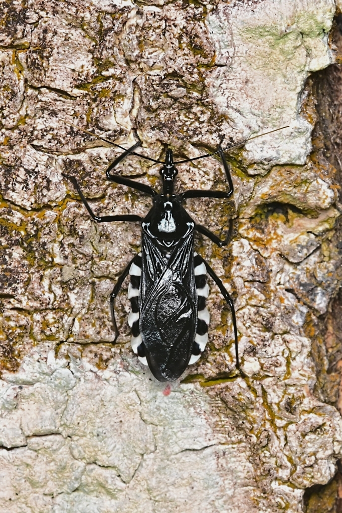 Japanese Assassin Bug from 311台灣新竹縣五峰鄉新竹縣五峰鄉 on April 05, 2025 at 12:34 ...