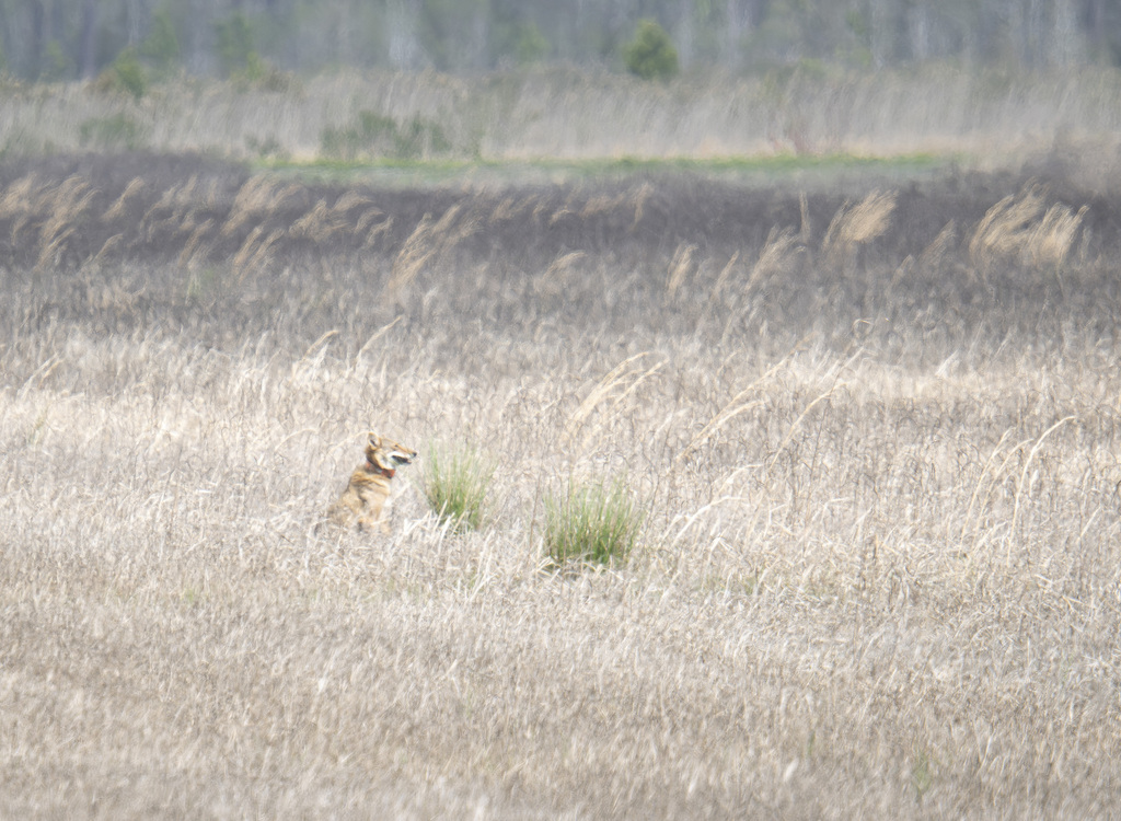 Red Wolf in April 2025 by Kevin Ricker · iNaturalist