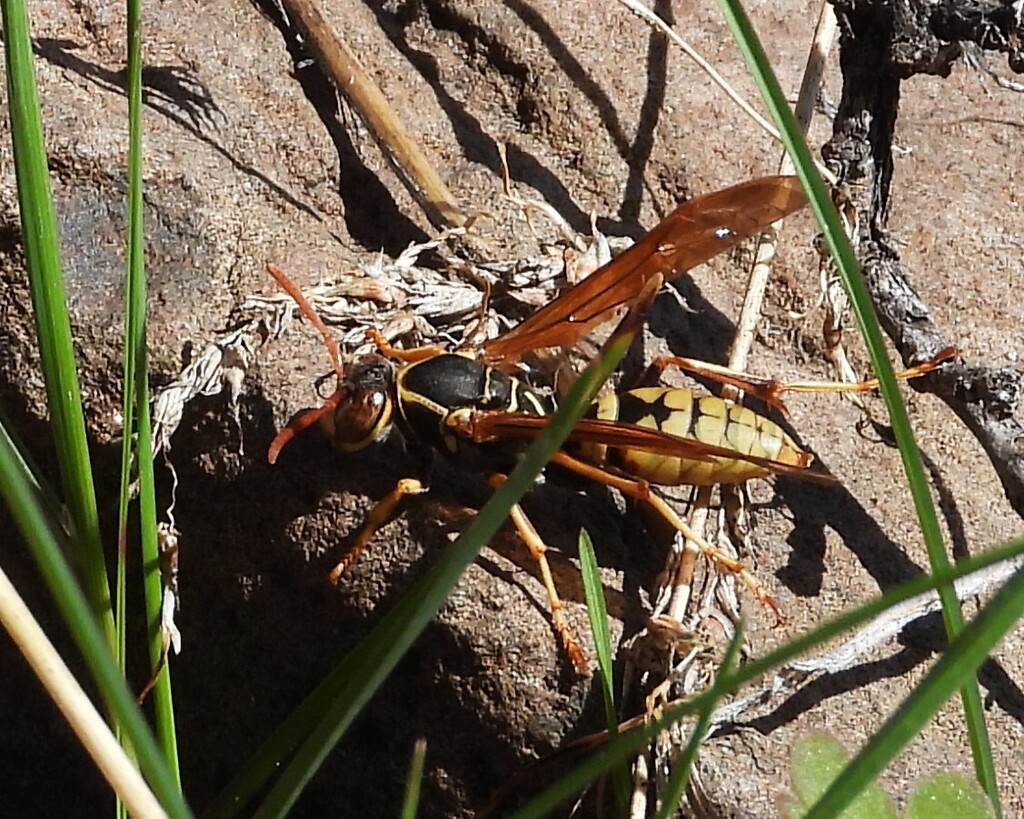 Golden Paper Wasp from Yakima County, WA, USA on April 4, 2025 at 02:55 ...
