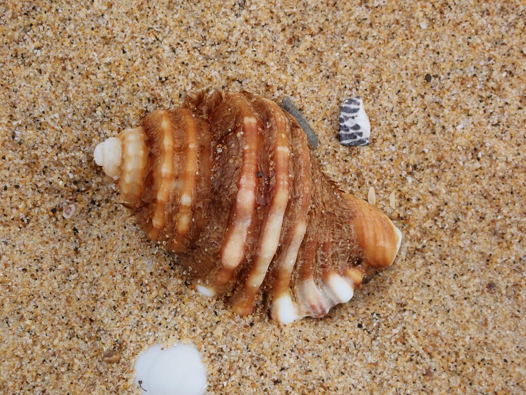 Giant Hairy Triton Snail from Red Head NSW 2430, Australia on March 25 ...