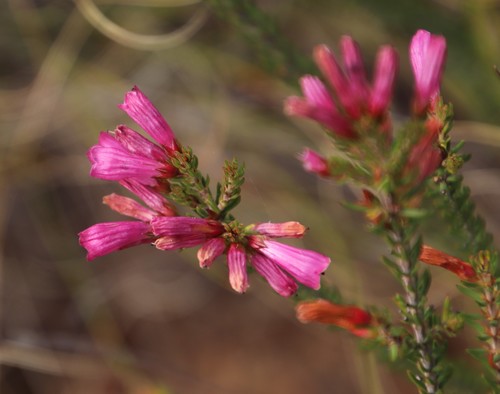 Constantia Winered Hybrid Heath (Hybrid Erica abietina atrorosea × ...