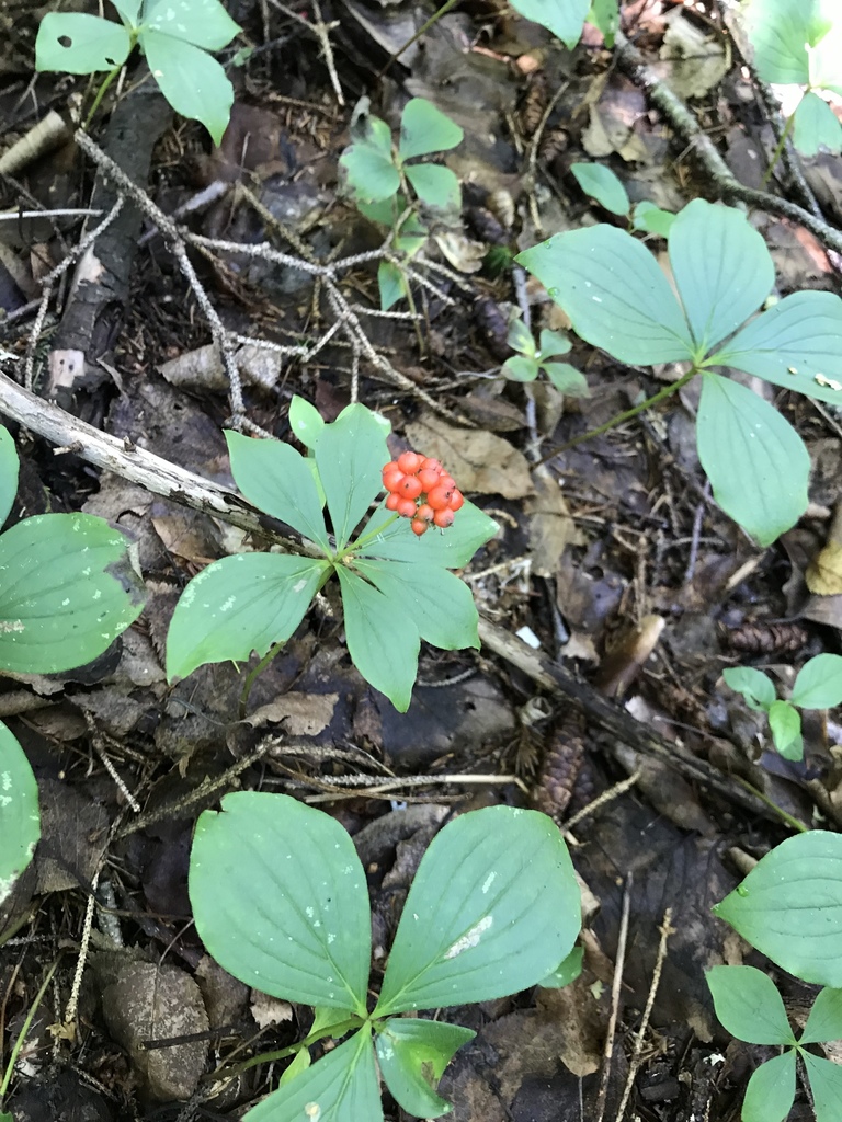 Canadian bunchberry from Amherst Point Bird Sanctuary, NS, CA on August ...