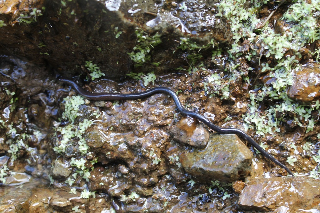 Common Worm Salamander in January 2014 by Aaron Griffing · iNaturalist