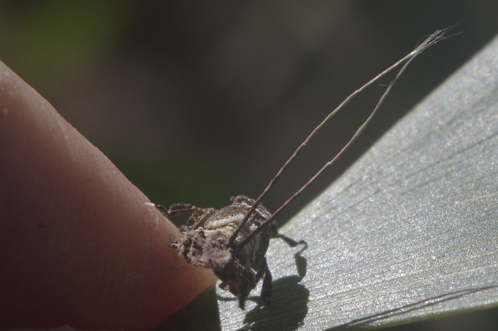 Insects from Oakhurst QLD 4650, Australia on April 5, 2025 at 12:54 PM ...