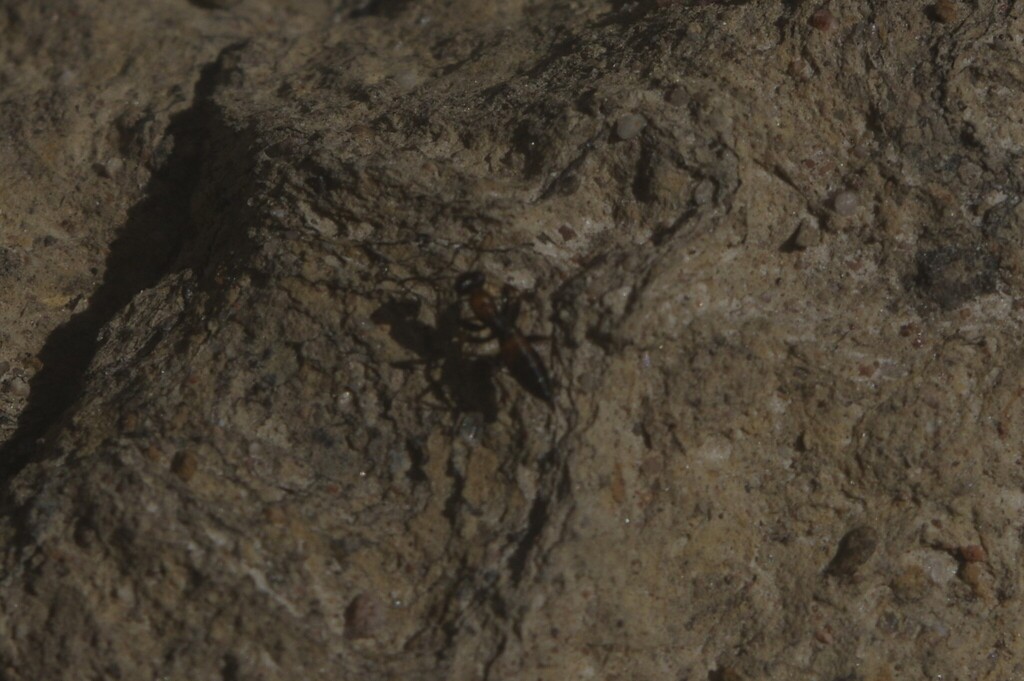 Strobe Ants from Oakhurst QLD 4650, Australia on April 5, 2025 at 01:54 ...